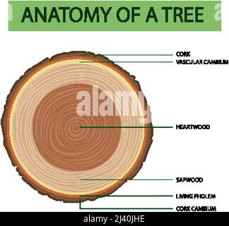 Anatomy of tree trunk illustration Stock Vector Image & Art - Alamy