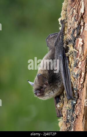 Whiskered bat (Myotis mystacinus), sitting on a thumb, side view ...