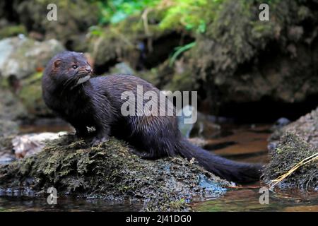 American mink (Mustela vison) or mink (Neogale vison) (Syn.: Neovison ...