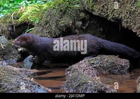 Neogale vison, American Mink Stock Photo - Alamy