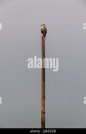 Seagull bird on wooden stick in sea or ocean water in Costa Maya ...