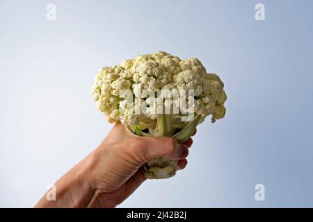 Cauliflower on hand in a bright background Stock Photo - Alamy