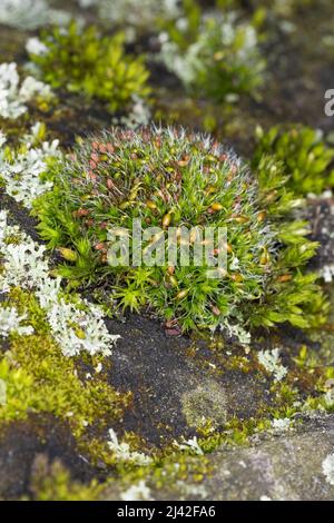 Polster-Kissenmoos, Gewöhnliches Kissenmoos, Kissenmoos, auf einer ...