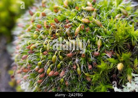 Polster-Kissenmoos, Gewöhnliches Kissenmoos, Kissenmoos, auf einer ...