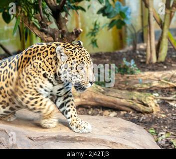 A Jaguar (Panthera Onca) lies down in its enclosure at Chester Zoo ...