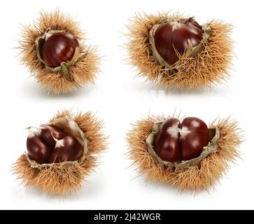 Chestnut set macro isolated on white background Stock Photo - Alamy