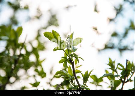Everything is waking up and spring is starting. Beautiful spring nature ...