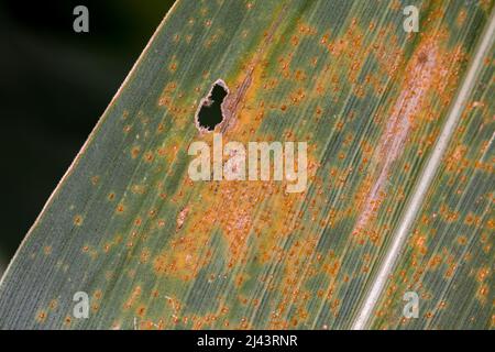 Orange corn rust fungus, Puccinia sorghi, on leaf of cornstalk. Fungus ...