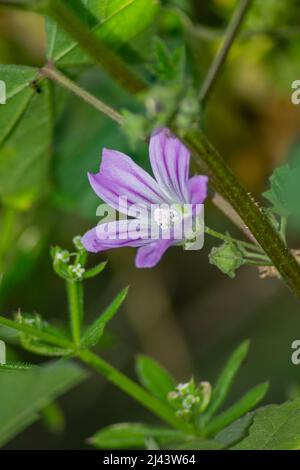 Geranium family (Geraniaceae) Plantae Stock Photo - Alamy
