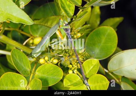 Australian Garden Praying Mantid, Orthodera ministralis, and its ...