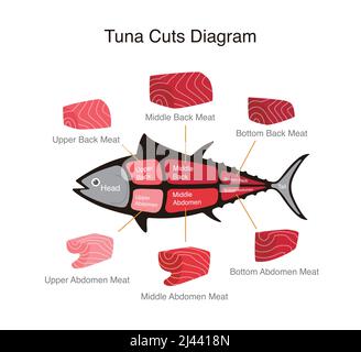 tuna fish cuts diagram, vector illustration Stock Vector Image & Art ...