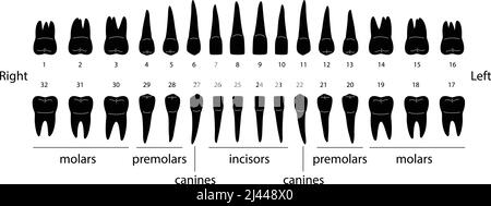 Tooth anatomy chart. Orthodontist human teeth loss diagram, dental ...