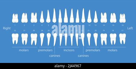 The chart of human teeth, vector illustration Stock Vector Image & Art ...