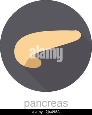 Pancreas outline vector icon. Thin line black pancreas icon, flat ...