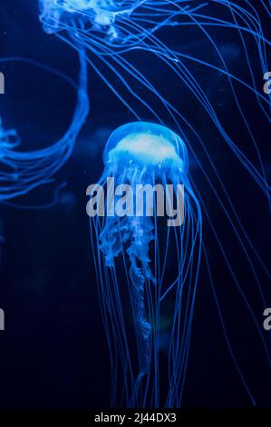 Sanderia malayensis jellyfish family Pelagiidae, native to tropical ...