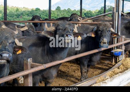 Mediterranea Italiana black buffalo raised on Italian cheese farm for ...