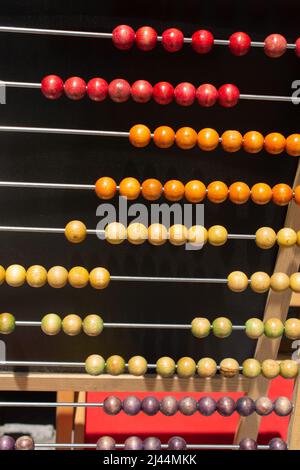 Education concept - abacus with many colorful beads. Red, blue, green ...