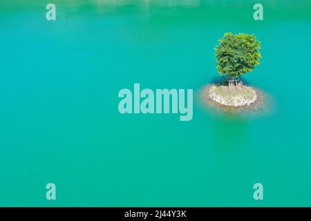 FUQING, CHINA - APRIL 6, 2022 - A tree stands alone in the release pond ...