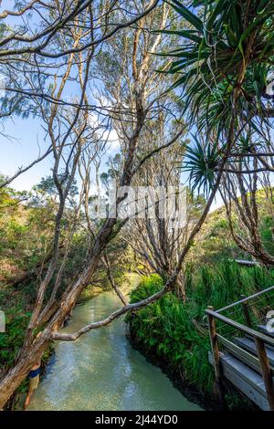 The tranquil waters of Eli Creek on Fraser Island, Queensland ...