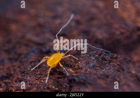 Linopode - linopodes motatorius, a really small creature of mites can ...