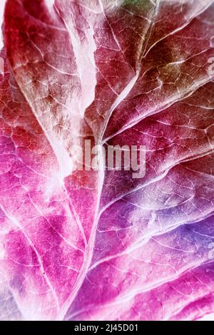 Beautiful abstraction leaf texture neon light. Minimalism retro style ...