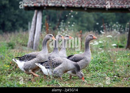 Geese raised for meat and foie gras production. Free-range grey geese ...