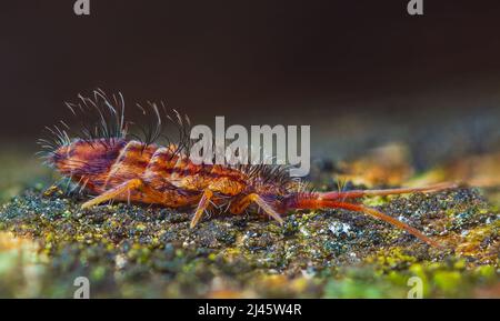 Slender springtail, Orchesella flavescens on wood, close up focus ...