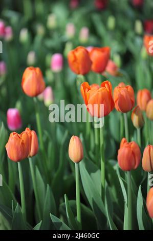 Orange Triumph tulips (Tulipa) Delta Storm bloom in a garden in April ...