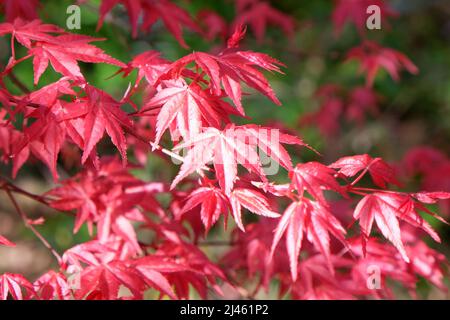 Red acer palmatum Shin Deshojo Japanese Maple tree at Exbury gardens in ...
