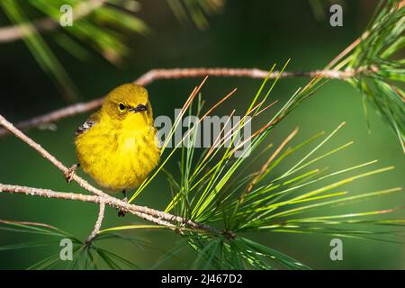 Pine warbler during spring migration Stock Photo - Alamy