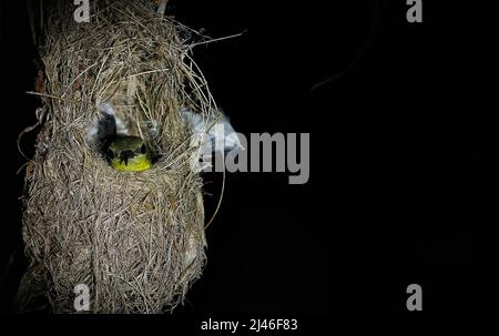 Nakhon Sawan, Thailand. 12th Apr, 2022. The newborn sparrows await ...