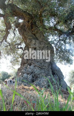Crooked olive tree with bent trunk covered with deep cracks that give ...