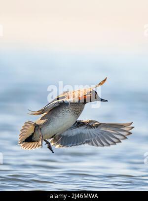 Green wing teal in flight Stock Photo - Alamy