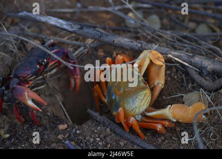 Red land crab migrating to the sea in Trinidad, Cuba Stock Photo - Alamy