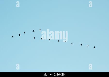 Flying birds in the shape of an arrow in the sky. Bird migration Stock ...