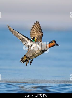 Green wing teal in the spring in South Dakota Stock Photo - Alamy