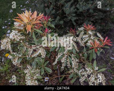 Variegated Flowers in Full Bloom Stock Photo - Alamy