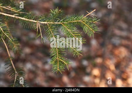 Branches of coniferous pine tree pinetree natural background Stock ...