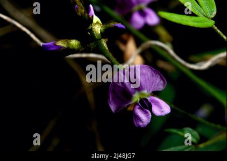 Love Creeper (Comesperma Volubile) twines itself around branches and ...
