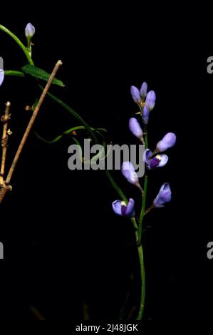 Love Creeper (Comesperma Volubile) twines itself around branches and ...