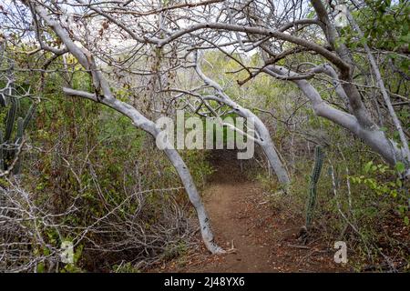 Crooked trees in the forest around the Jan Thiel Salt Flats on the ...