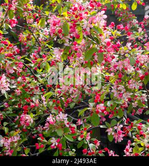 Spring Has Sprung Stock Photo - Alamy