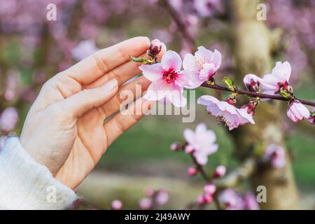 Hand of woman touching blossoming flowers in a flower field moody ...