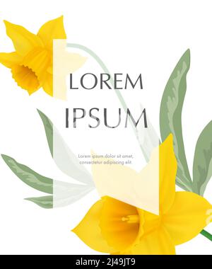 Narcissus Natural Background Template Vector Illustration EPS10 Stock ...