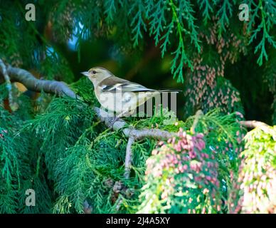 A female Chaffinch, Chipping, Preston, Lancashire, UK Stock Photo - Alamy