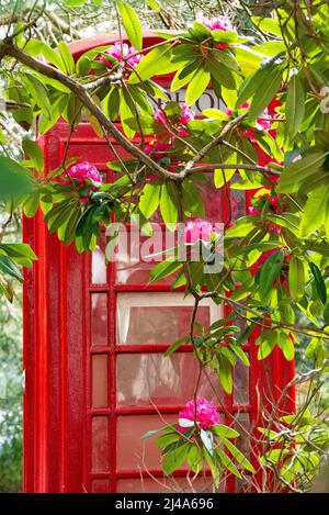A red telephone box and flowers, Windermere, the Lake District, Cumbria ...