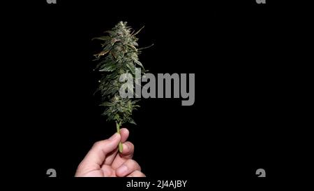 Female hand and hemp leaves on flag of Poland Stock Photo - Alamy