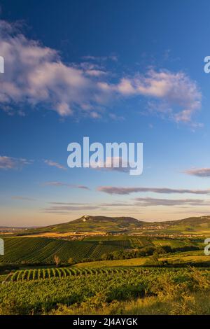 Vineyards under Palava near Dolni Dunajovice, Southern Moravia, Czech ...