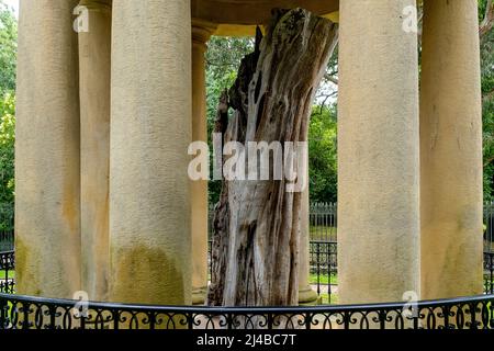A view of the trunk of the old tree of Gernika (Gernikako Arbola) in ...