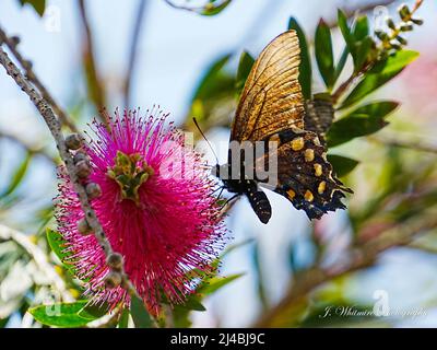 Beautiful butterflies are abundant at the Boyce Thompson arboretum near ...